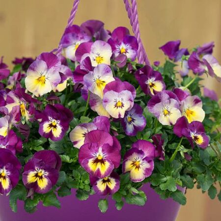 Pansy Cool Wave Raspberry Swirl Mix Hanging Basket ...