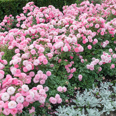 Polyantha Rose The Fairy Pink - BeddingPlantsDirect.co.uk