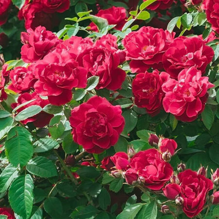 Polyantha Rose The Fairy Red - BeddingPlantsDirect.co.uk